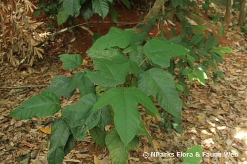 NParks | Pterospermum diversifolium