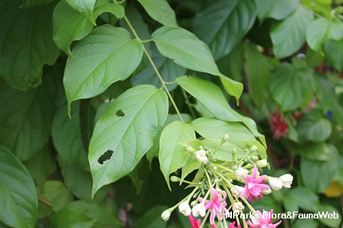 NParks | Combretum indicum (double-flowered)