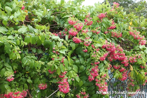 NParks | Combretum indicum (double-flowered)