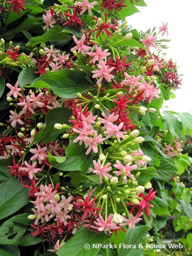NParks | Combretum indicum (double-flowered)