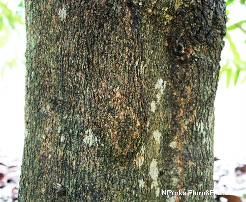 NParks | Garcinia macrophylla