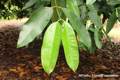 NParks | Garcinia nitida