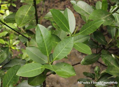NParks | Rhizophora mucronata