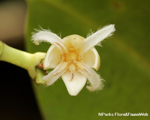NParks | Rhizophora mucronata