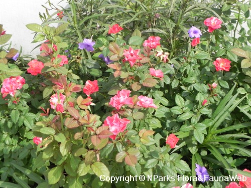 NParks | Rosa (miniature)