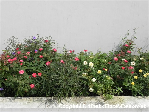 NParks | Rosa (miniature)