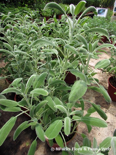NParks | Salvia officinalis