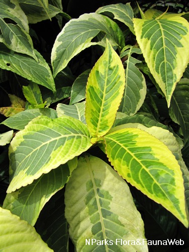 NParks | Sanchezia speciosa (variegated)