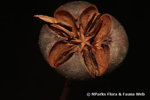 NParks | Schima wallichii