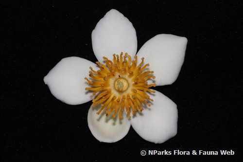 NParks | Schima wallichii