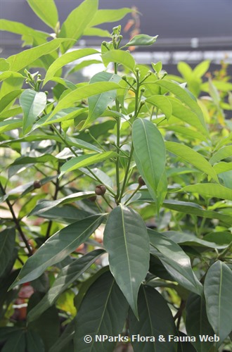 NParks | Schima wallichii