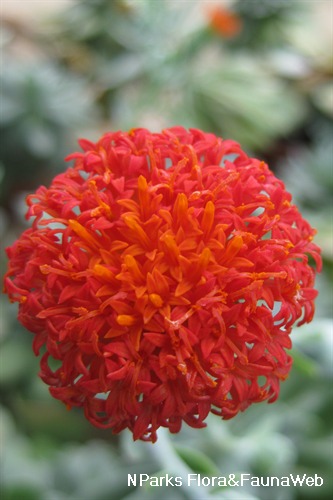 NParks | Kleinia cephalophora