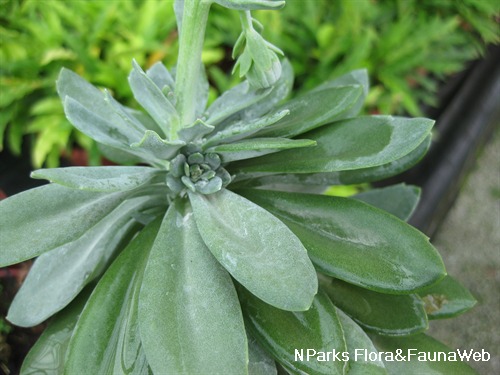 NParks | Kleinia cephalophora