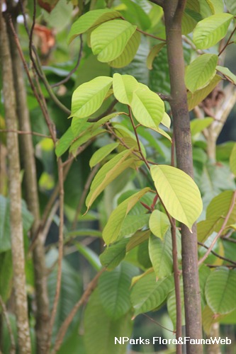 NParks | Shorea parvifolia
