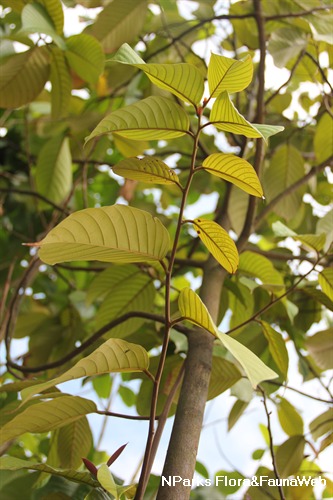 NParks | Shorea bentongensis