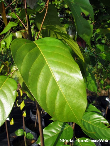 NParks | Shorea glauca