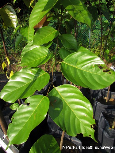 NParks | Shorea glauca