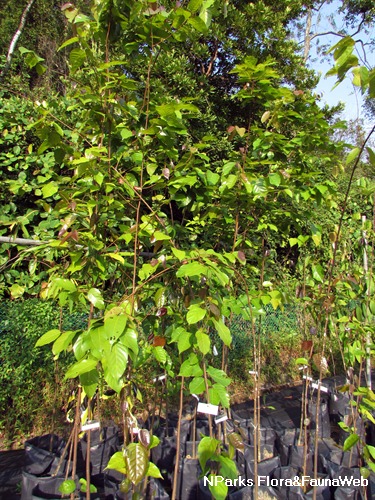 NParks | Shorea bracteolata