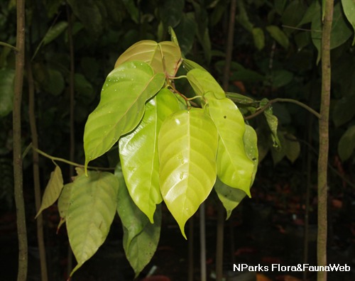 NParks | Shorea materialis