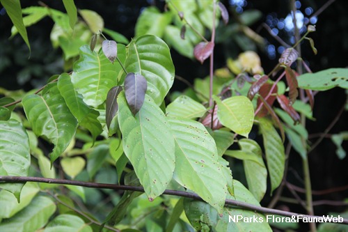 NParks | Shorea materialis