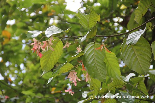 NParks | Shorea materialis