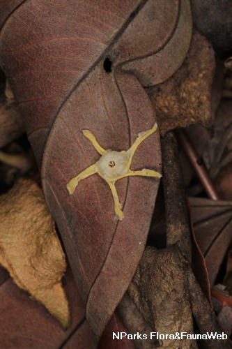 NParks | Shorea parvifolia