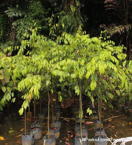 NParks | Shorea platyclados