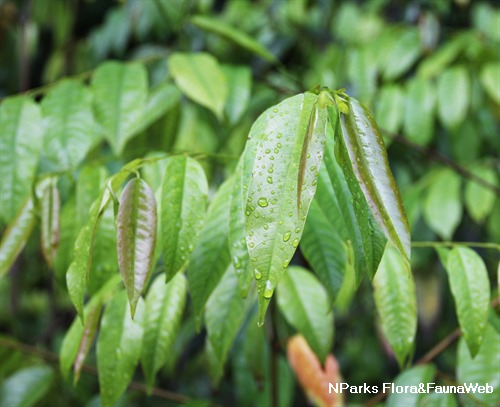 NParks | Shorea platyclados