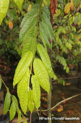 NParks | Shorea parvifolia