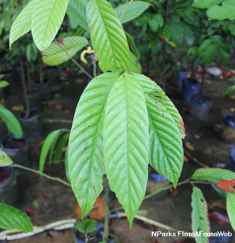 NParks | Shorea singkawang