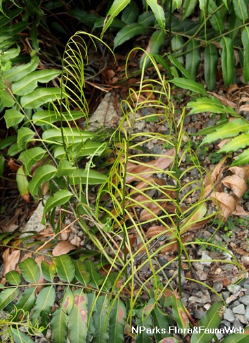 NParks | Stenochlaena palustris