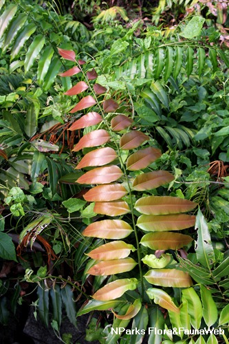 NParks | Stenochlaena palustris