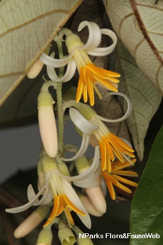 NParks | Styrax benzoin