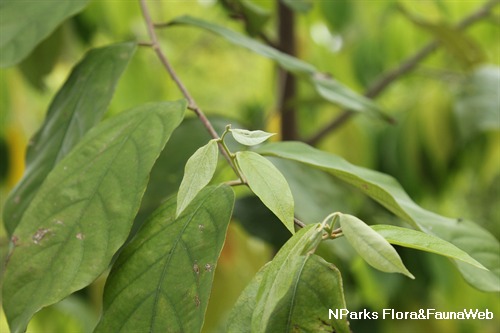 NParks | Styrax benzoin
