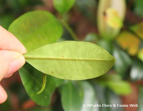 NParks | Syzygium fibrosum