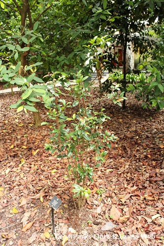 NParks | Syzygium fibrosum