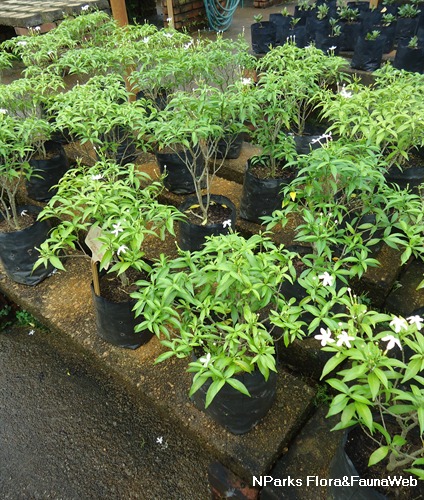 NParks | Tabernaemontana divaricata (dwarf)