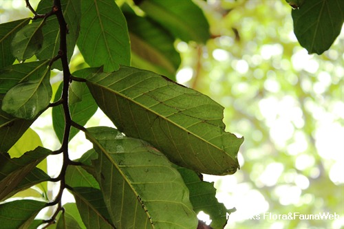 NParks | Treculia africana