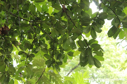 NParks | Treculia africana