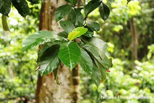 NParks | Treculia africana