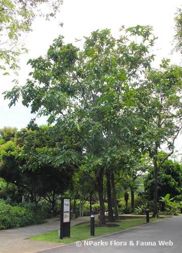 NParks | Terminalia alata