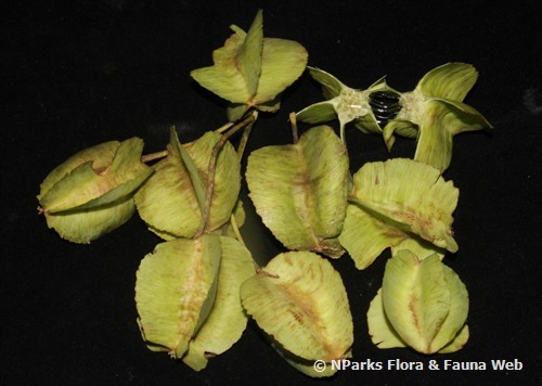 NParks | Terminalia alata