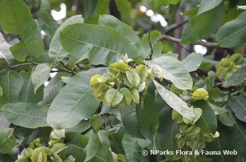 NParks | Terminalia alata