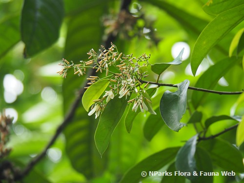 NParks | Vatica lobata