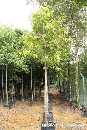 NParks | Vatica lobata