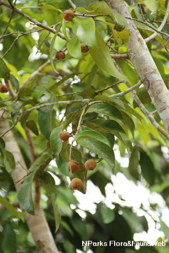 NParks | Vatica lobata