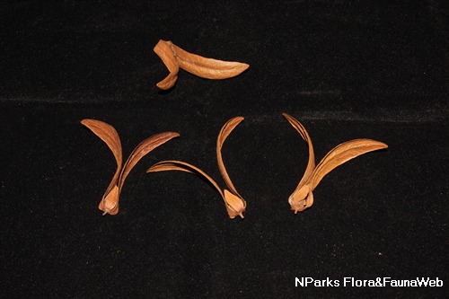 NParks | Vatica maingayi