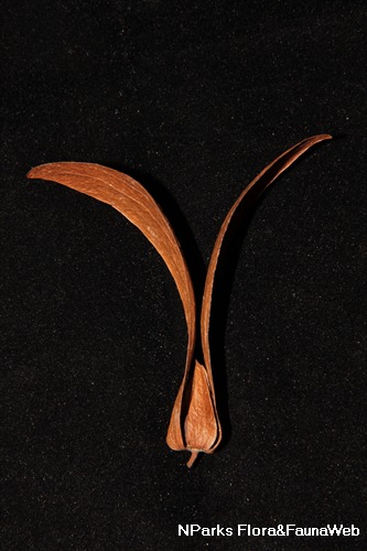 NParks | Vatica venulosa