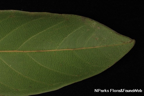 NParks | Vatica pauciflora