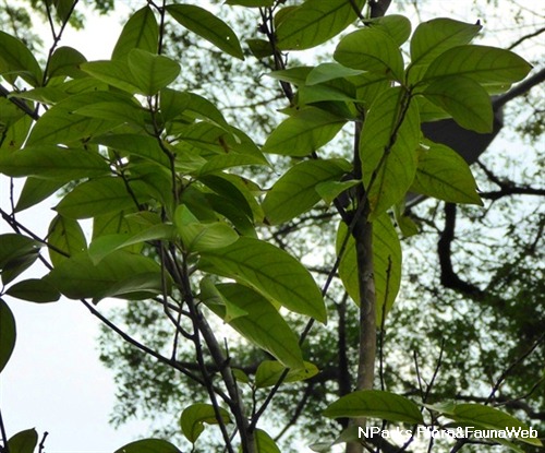 NParks | Vatica pauciflora